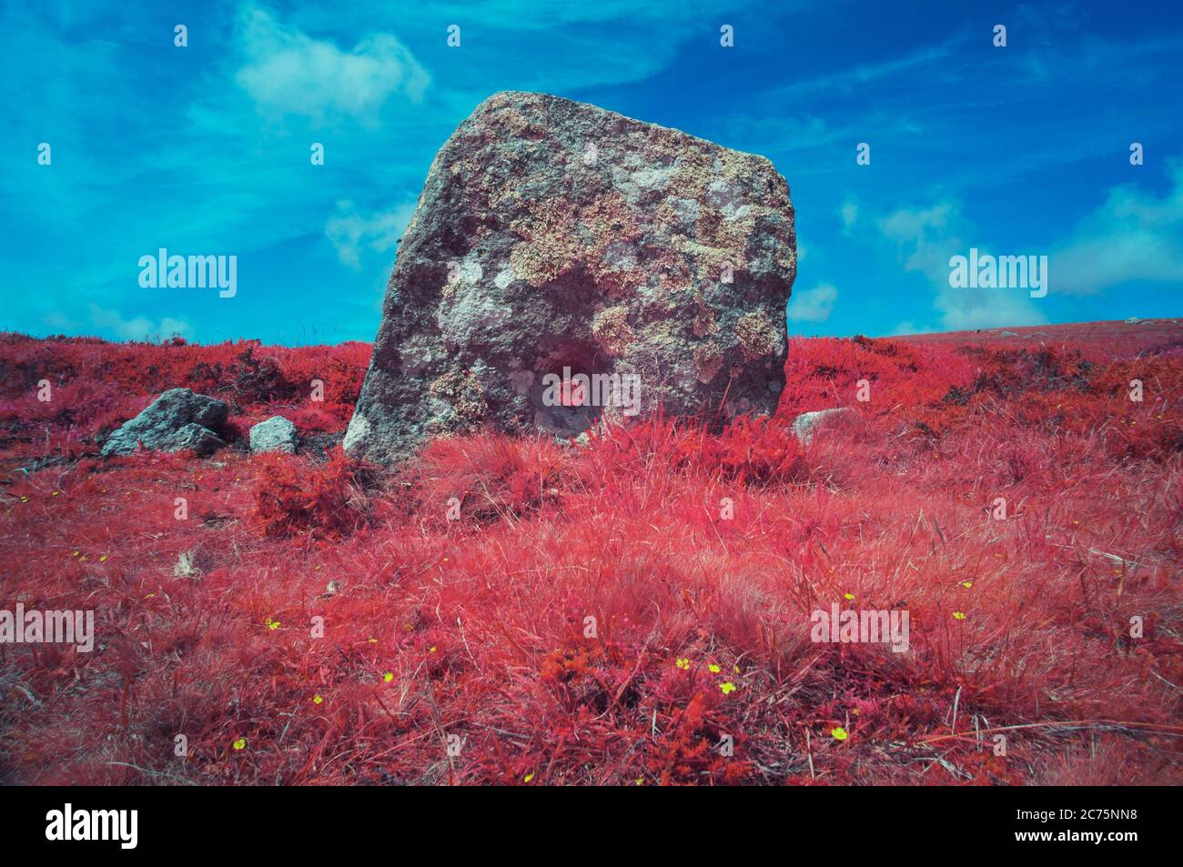 Truthwall common hi-res stock photography and images - Alamy