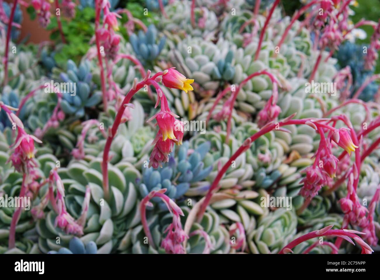 Succulents with flowers hi-res stock photography and images - Alamy
