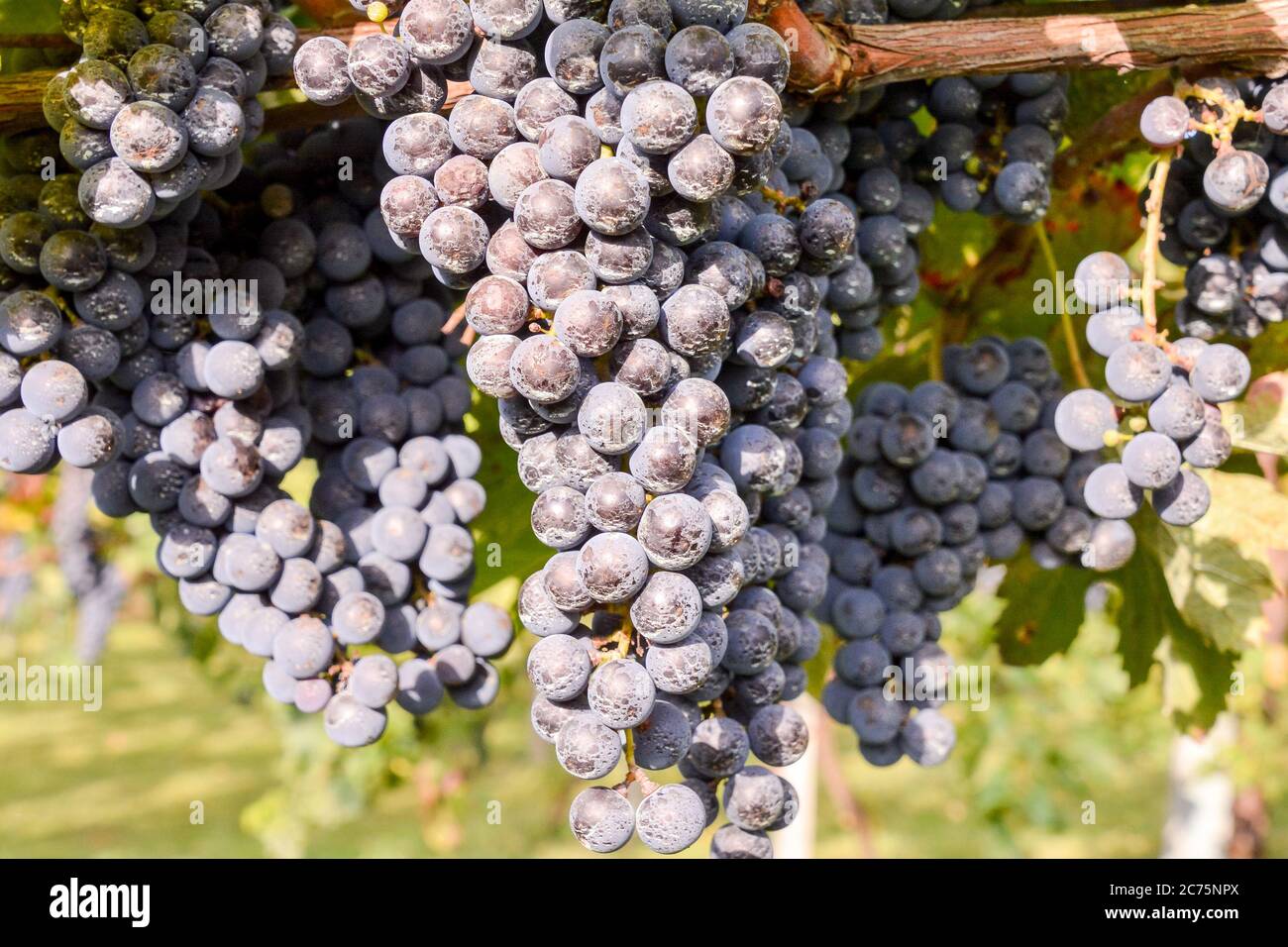 Photo Picture of a Beautiful Grape Fruit Vineyard Ready to Produce Wine ...