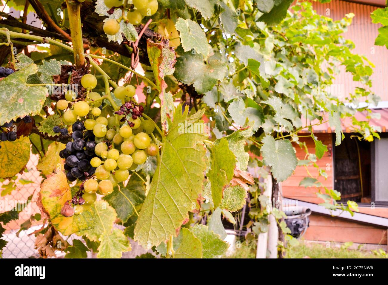 Photo Picture of a Beautiful Grape Fruit Vineyard Ready to Produce Wine ...