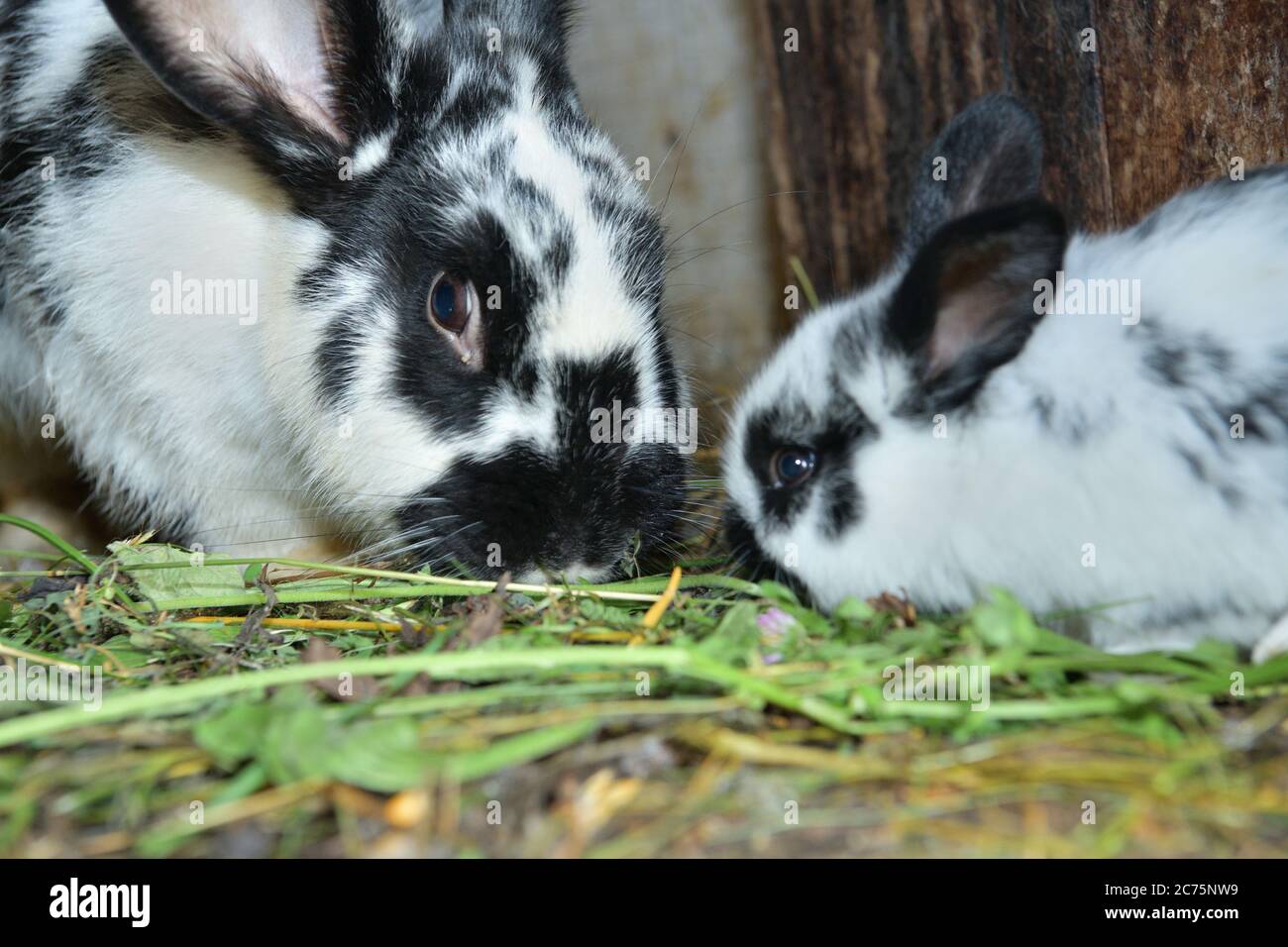 Animal love mother with smalll rabbits in the lair with hay Stock Photo ...