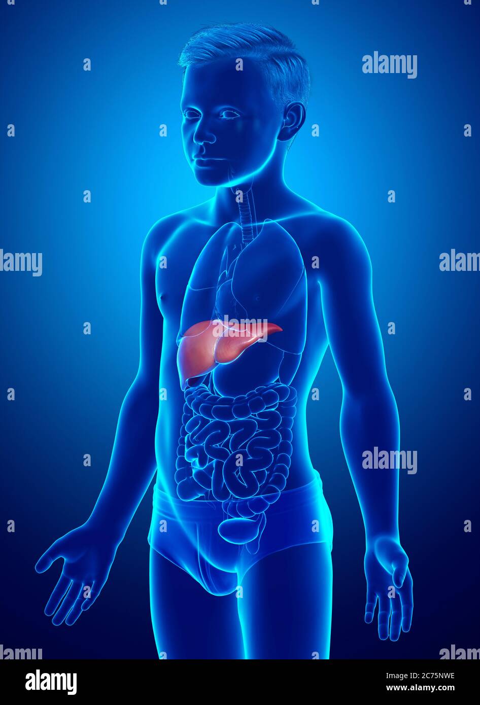 3d rendered, medically accurate illustration of young boy Liver Anatomy ...