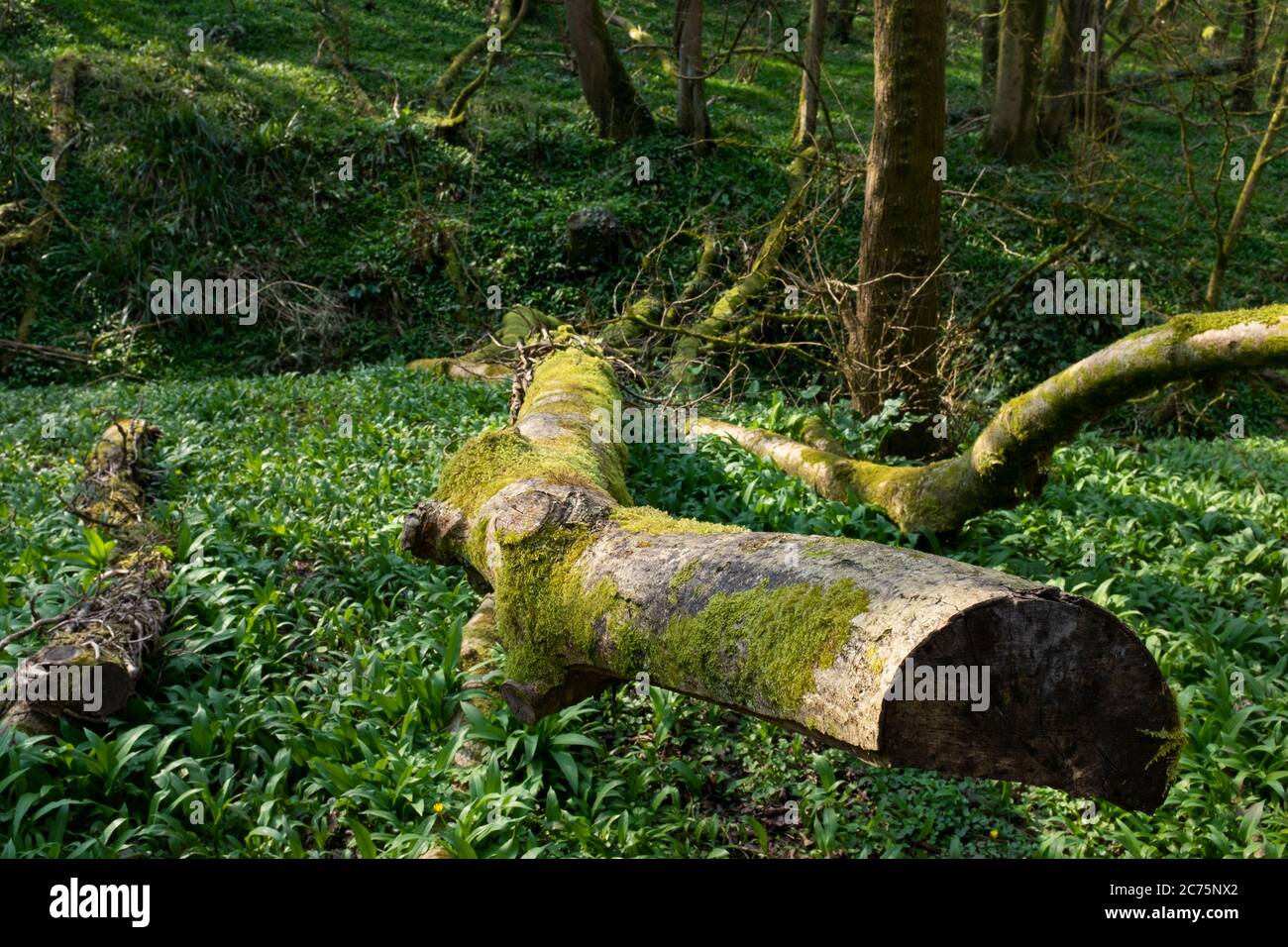 Fosse way hi-res stock photography and images - Alamy