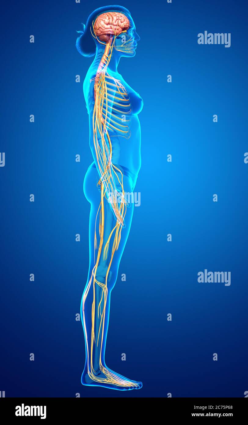3d rendered medically accurate illustration of a female nervous system ...