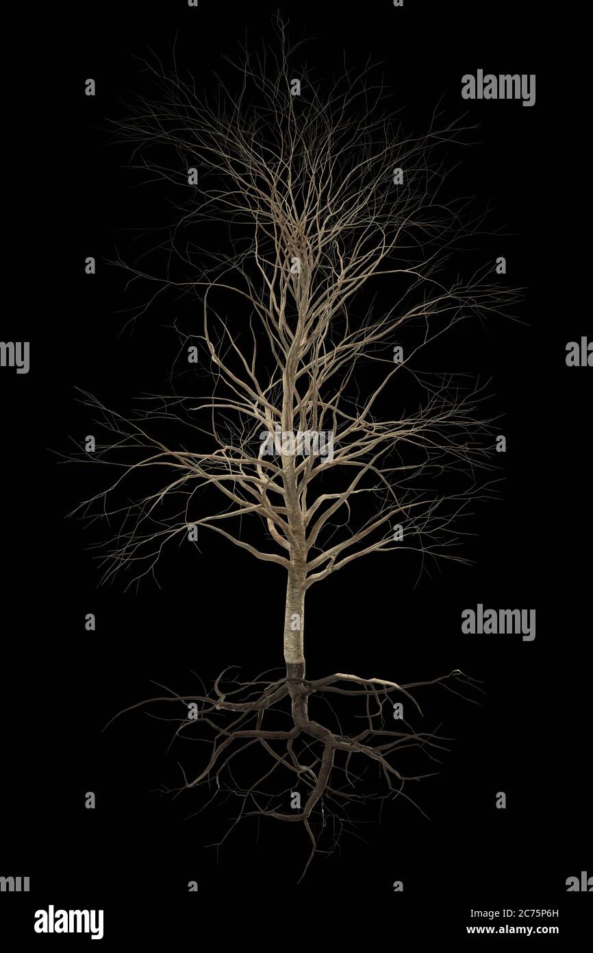 beautiful leafless tree with exposed roots - isolated on a black ...