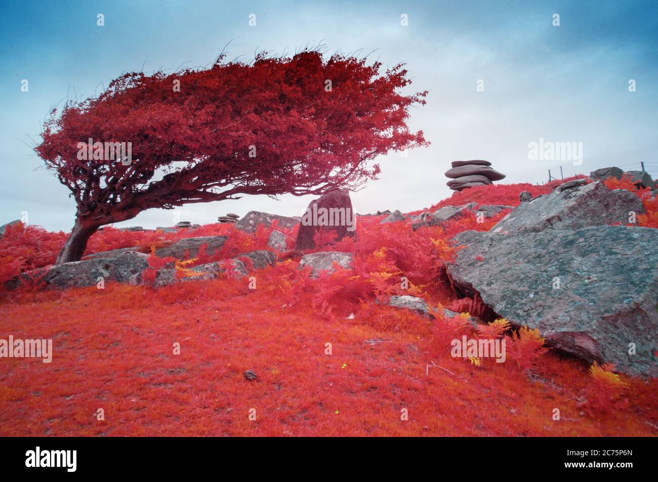 Windblown tree cornwall hi-res stock photography and images - Alamy