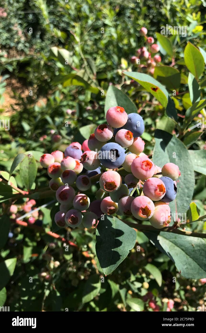 Blue berries tree at New Zealand. Blueberries are perennial flowering ...