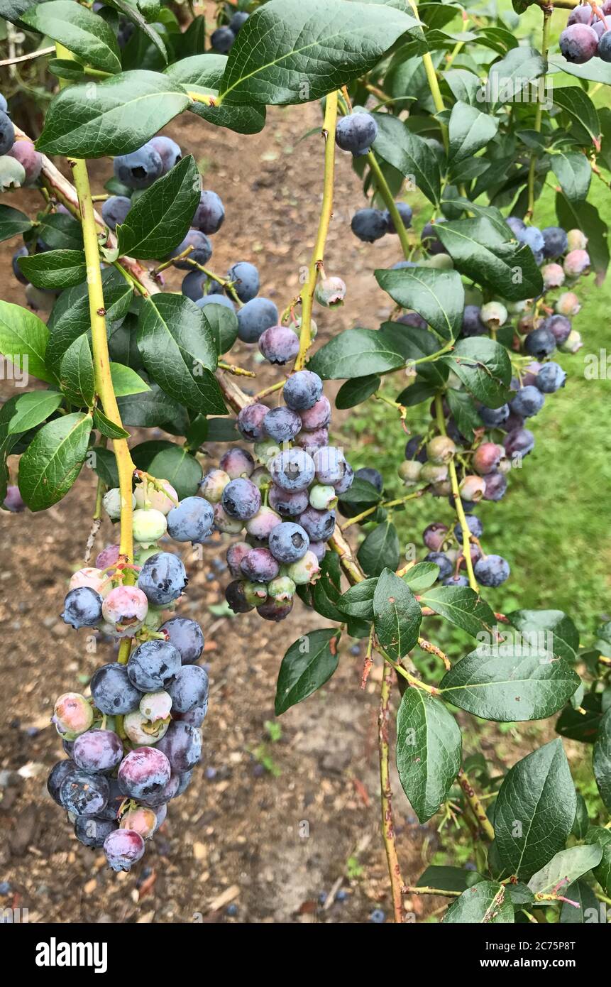 Blue berries tree at New Zealand. Blueberries are perennial flowering ...