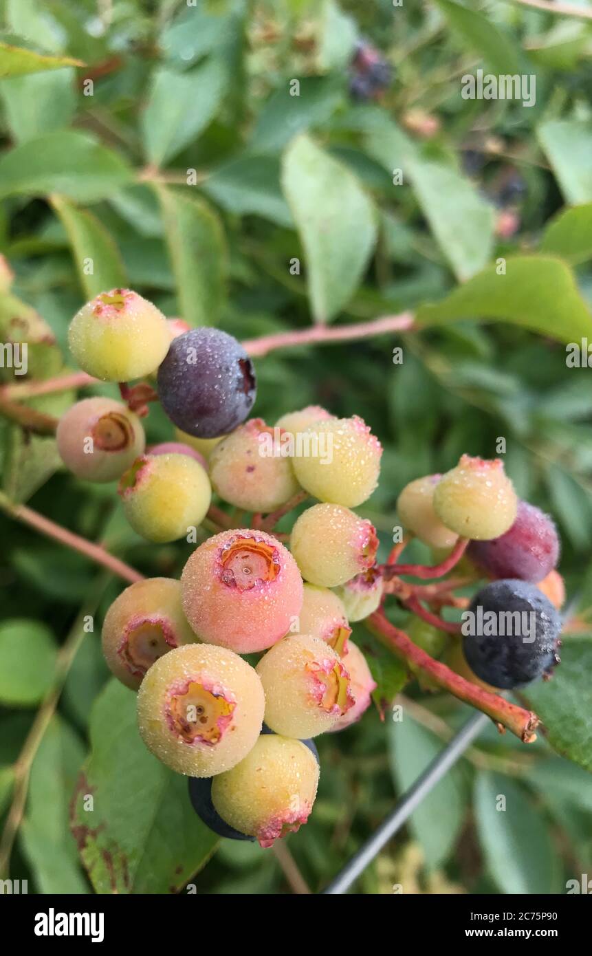 Blue berries tree at New Zealand. Blueberries are perennial flowering ...