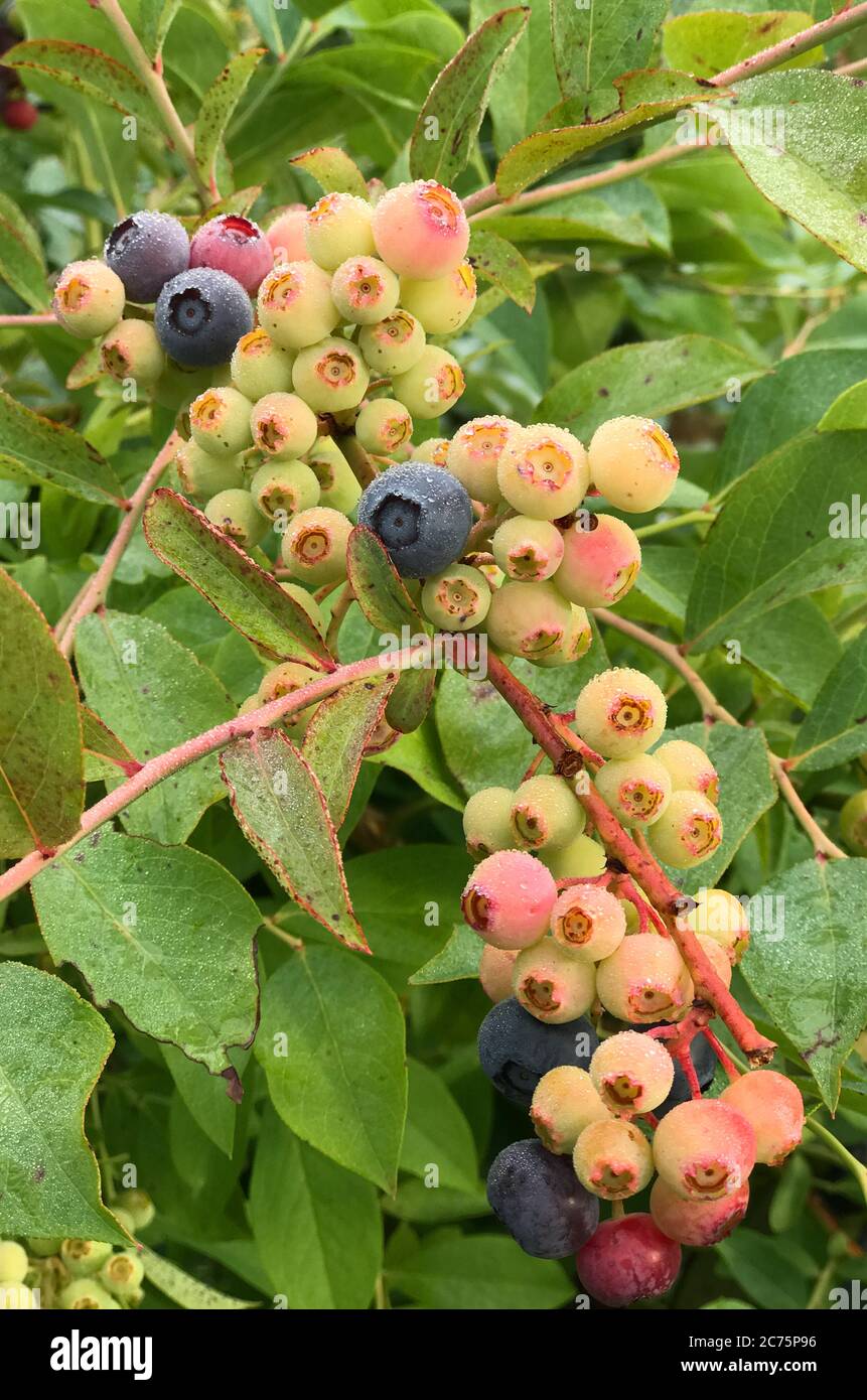 Blue berries tree at New Zealand. Blueberries are perennial flowering ...