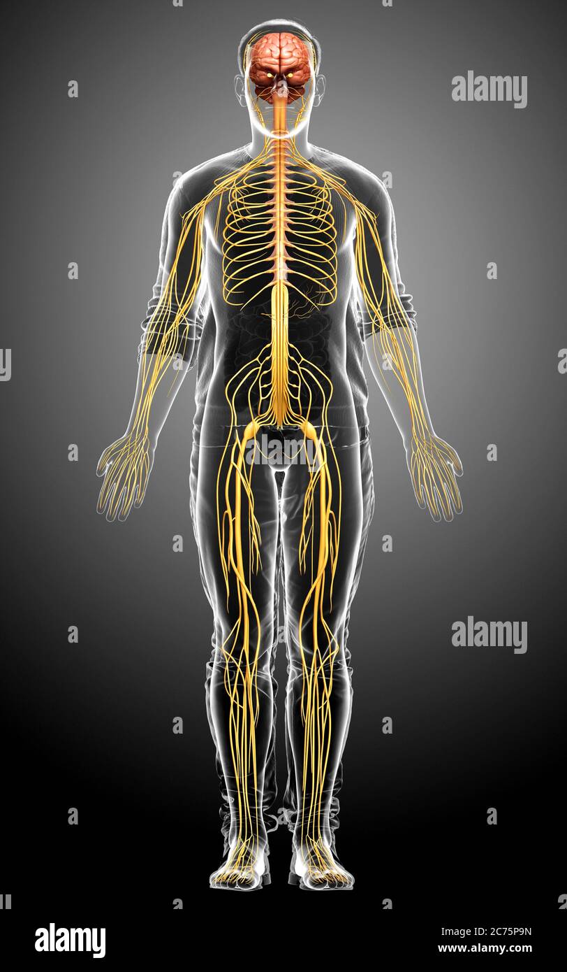 3d rendered medically accurate illustration of a male nervous system ...