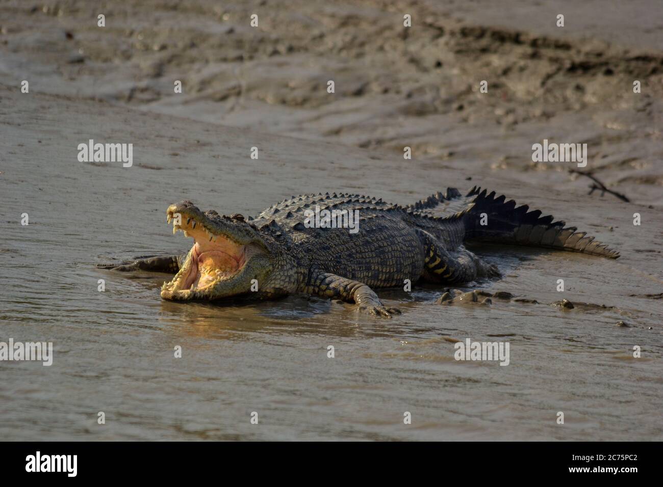 Tiger Fish Attacks Crocodile