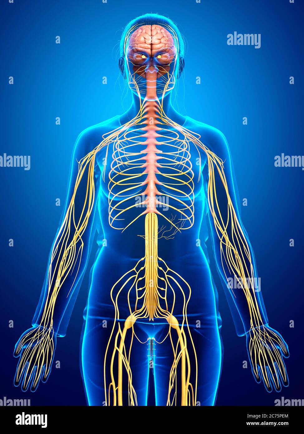 3d rendered medically accurate illustration of a female nervous system ...