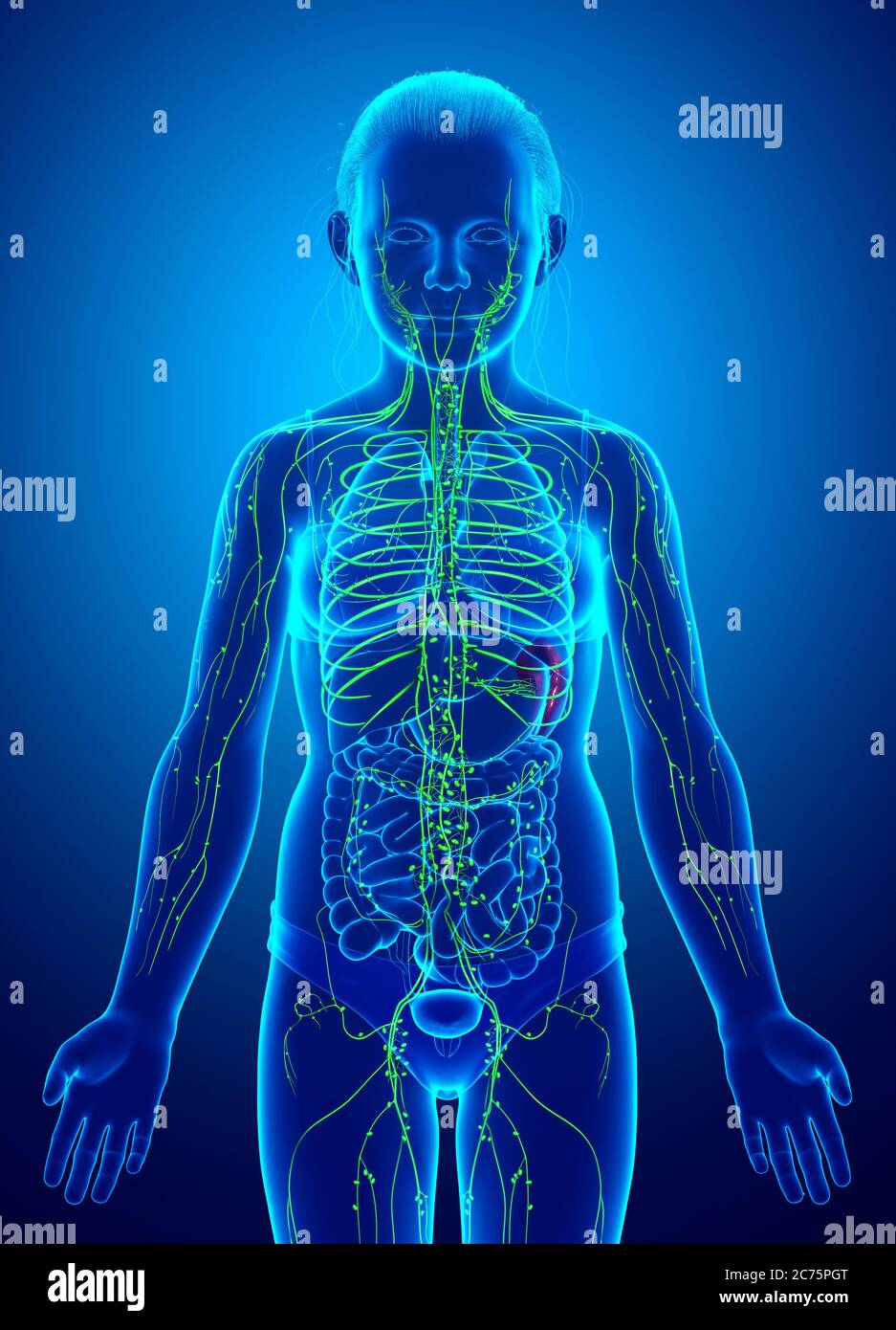 3d rendered medically accurate illustration of a young girl lymphatic ...
