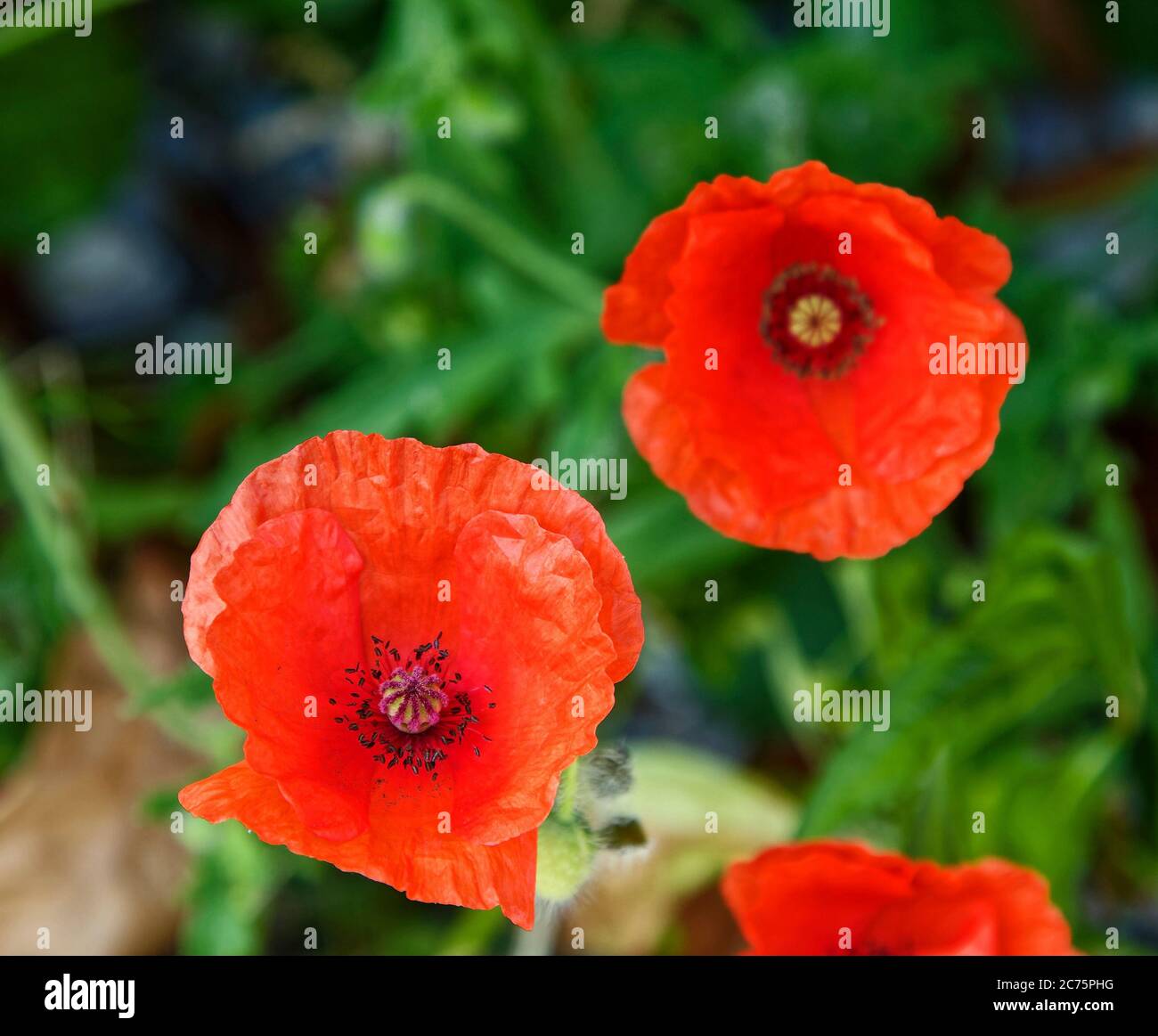 common poppy, wildflower, weed, red, symbol of dead soldiers, colorful ...