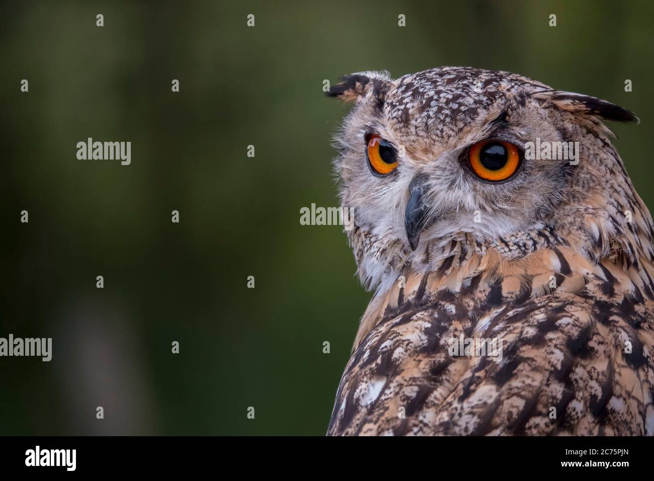 one owl in the forest with green blur background Stock Photo - Alamy