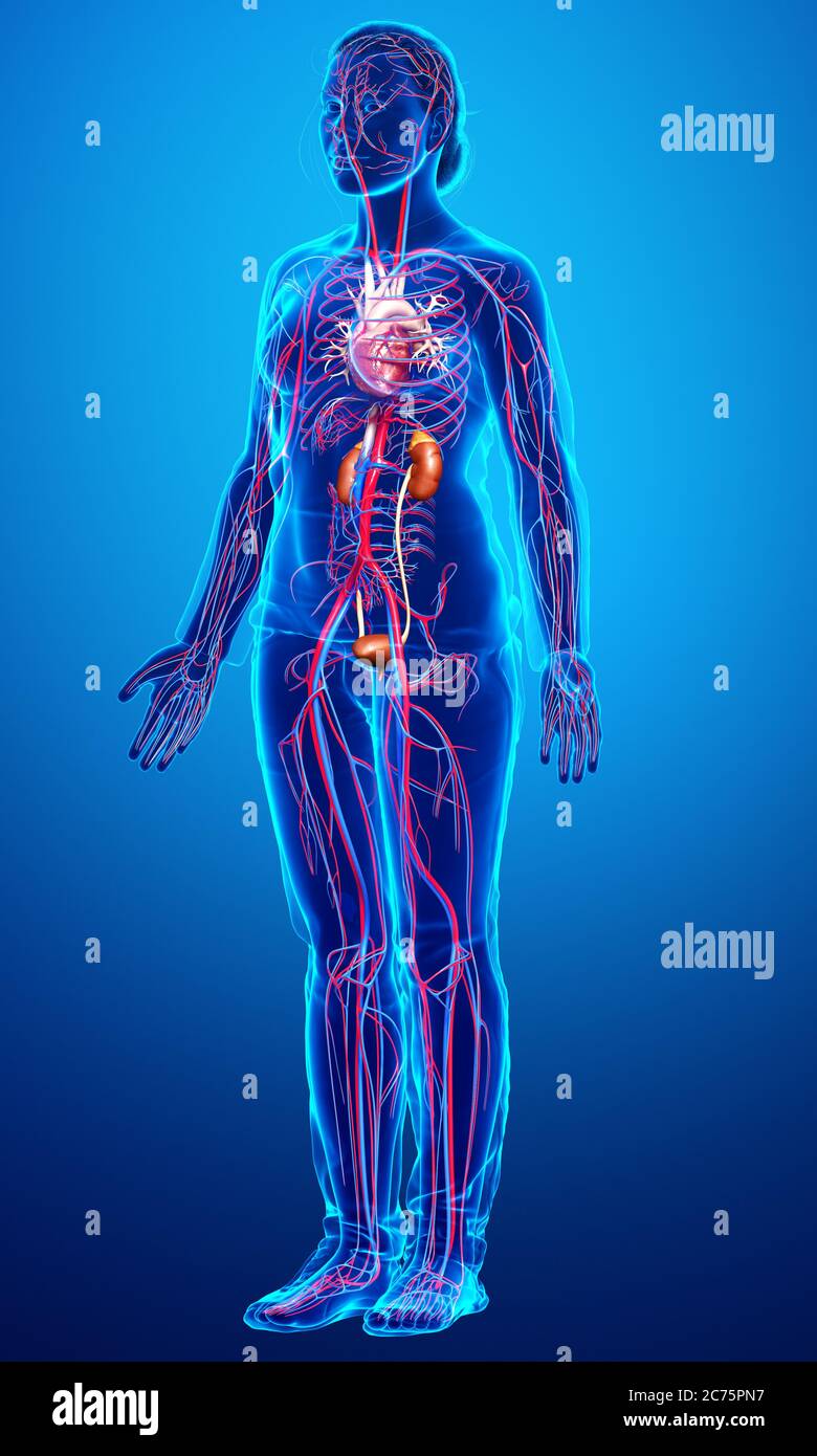 3d rendered, medically accurate illustration of the female kidneys and ...