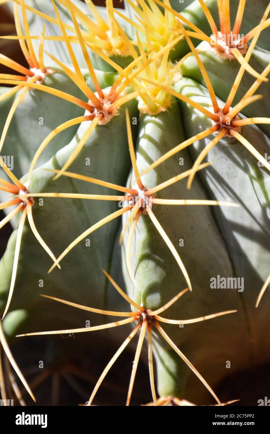 Photo Picture of a Tropical Cactus Texture Background Stock Photo - Alamy