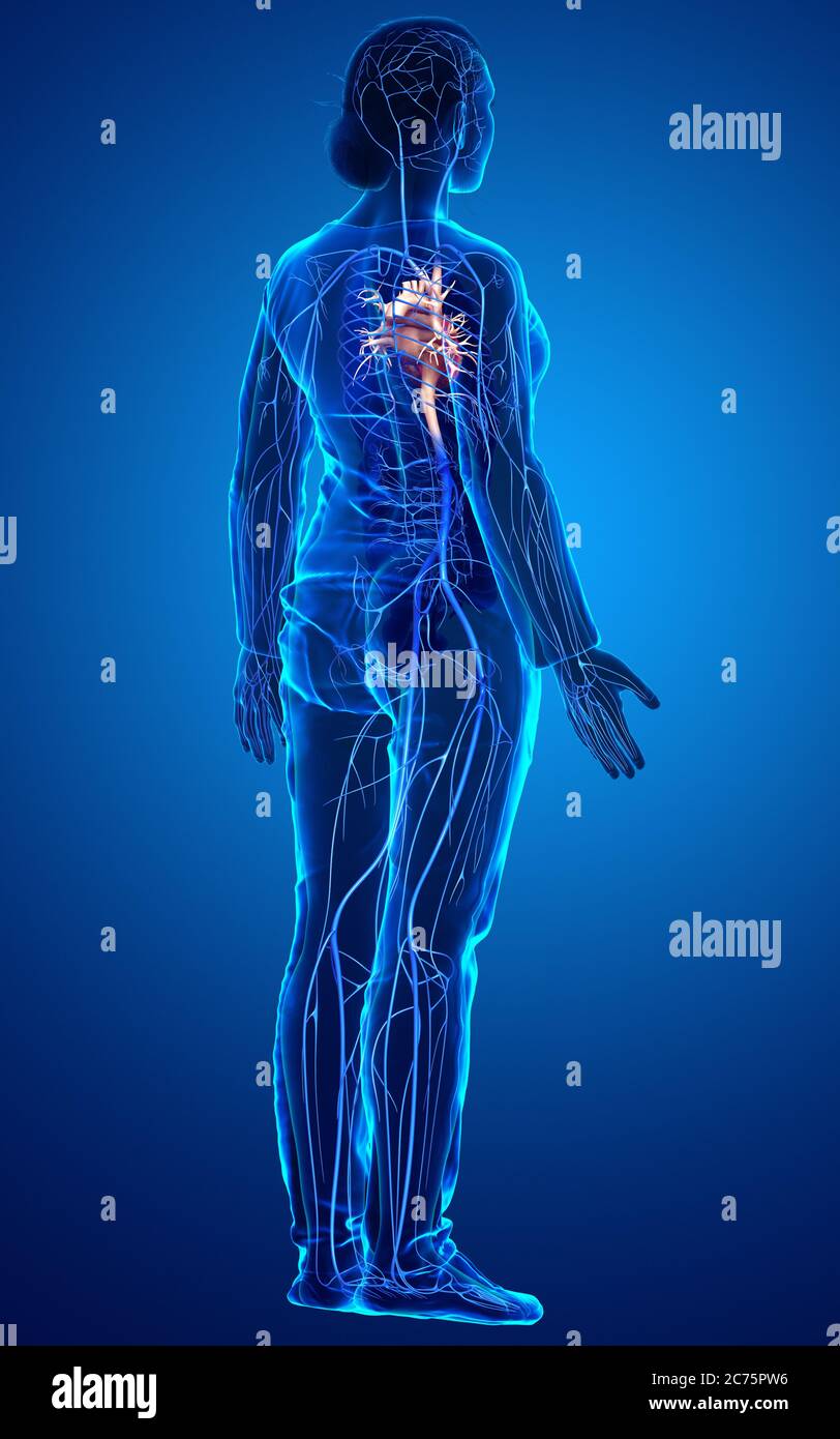 3d rendered medically accurate illustration of a female Veins anatomy ...