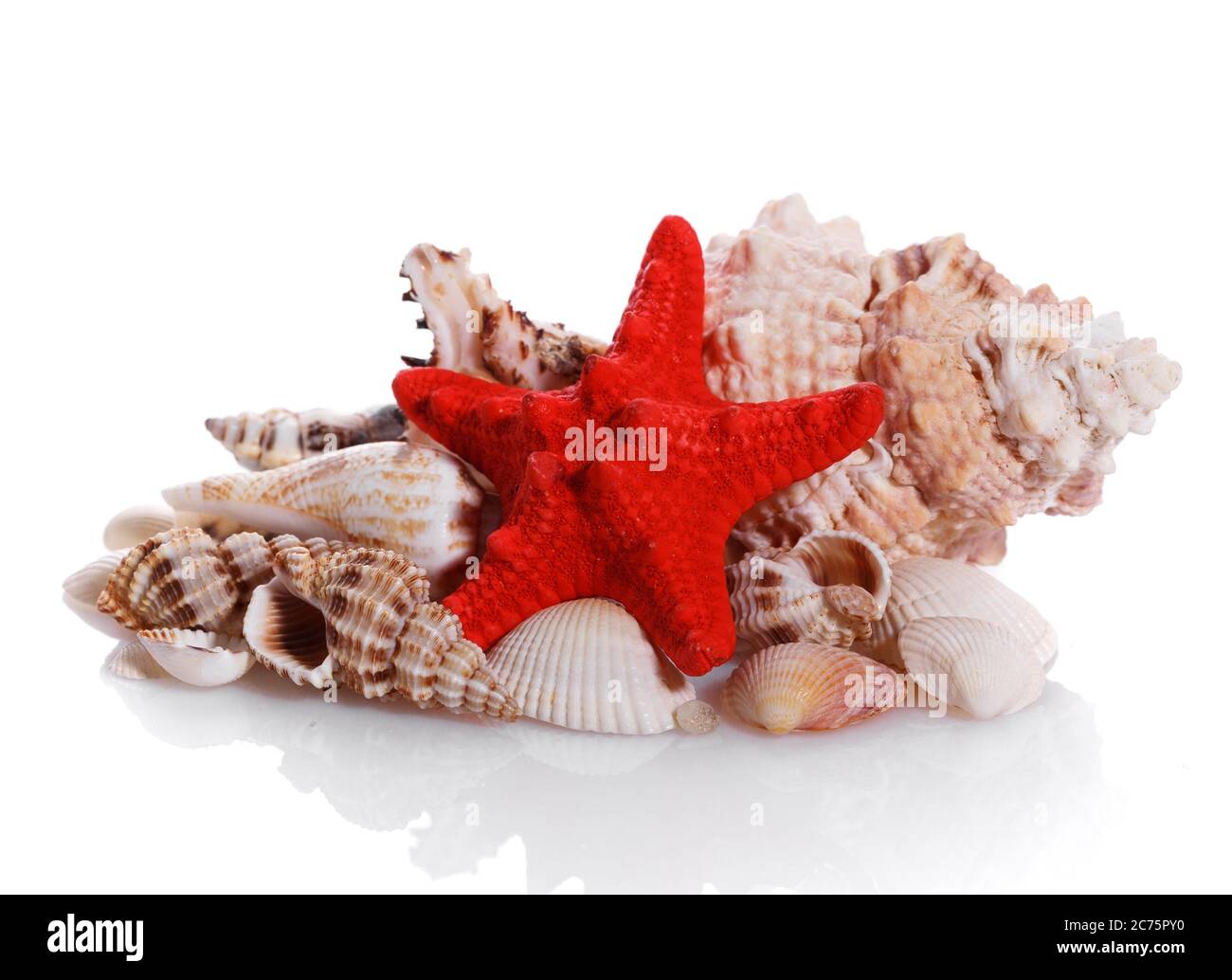 Marine sea shell in a studio setting against a white background Stock ...