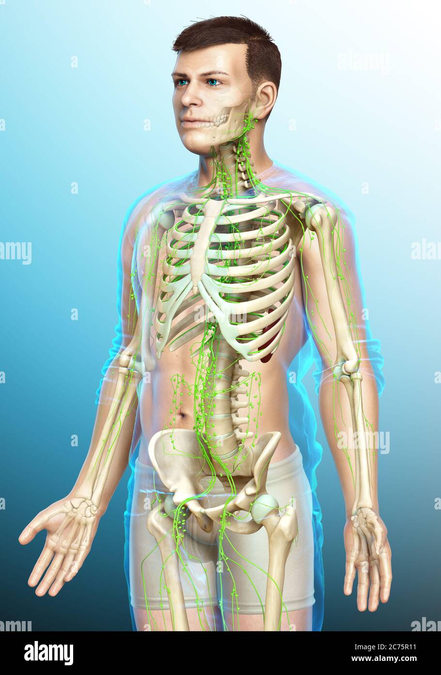 3d rendered medically accurate illustration of a male lymphatic system ...