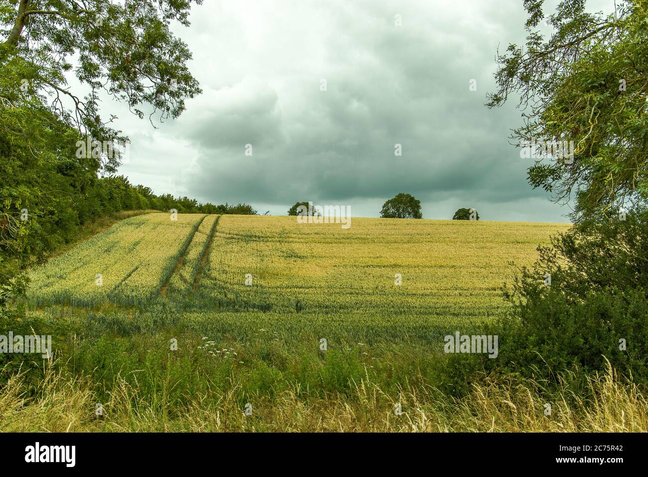Tractor marks seen in the corn field seen in Blisworth ...