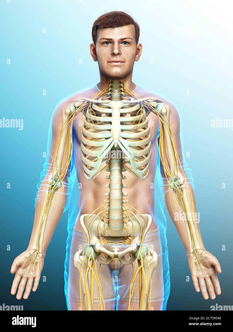 3d rendered medically accurate illustration of the nervous system and ...