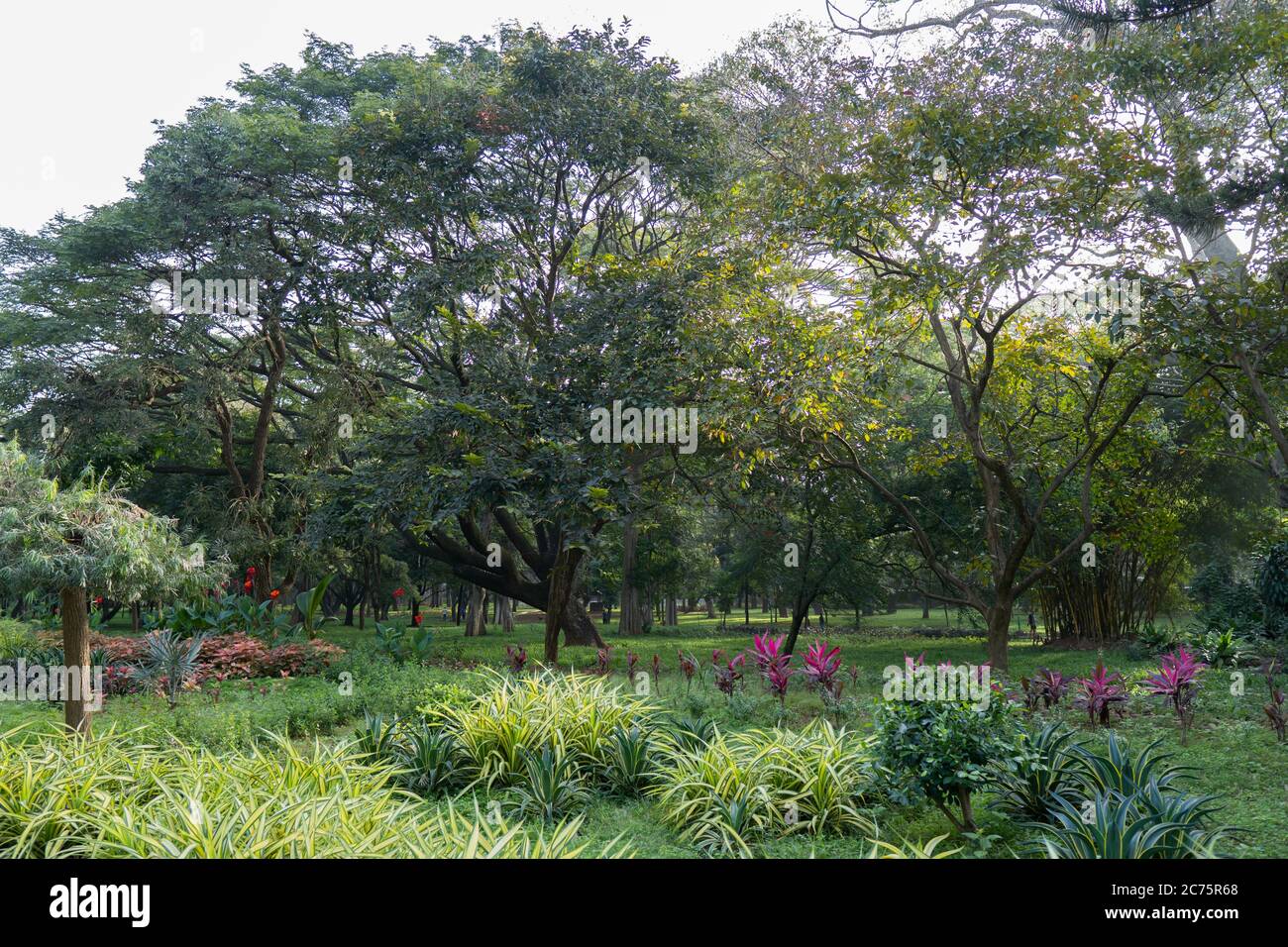 Different kind trees and plants in the cubbon park which has bio values ...