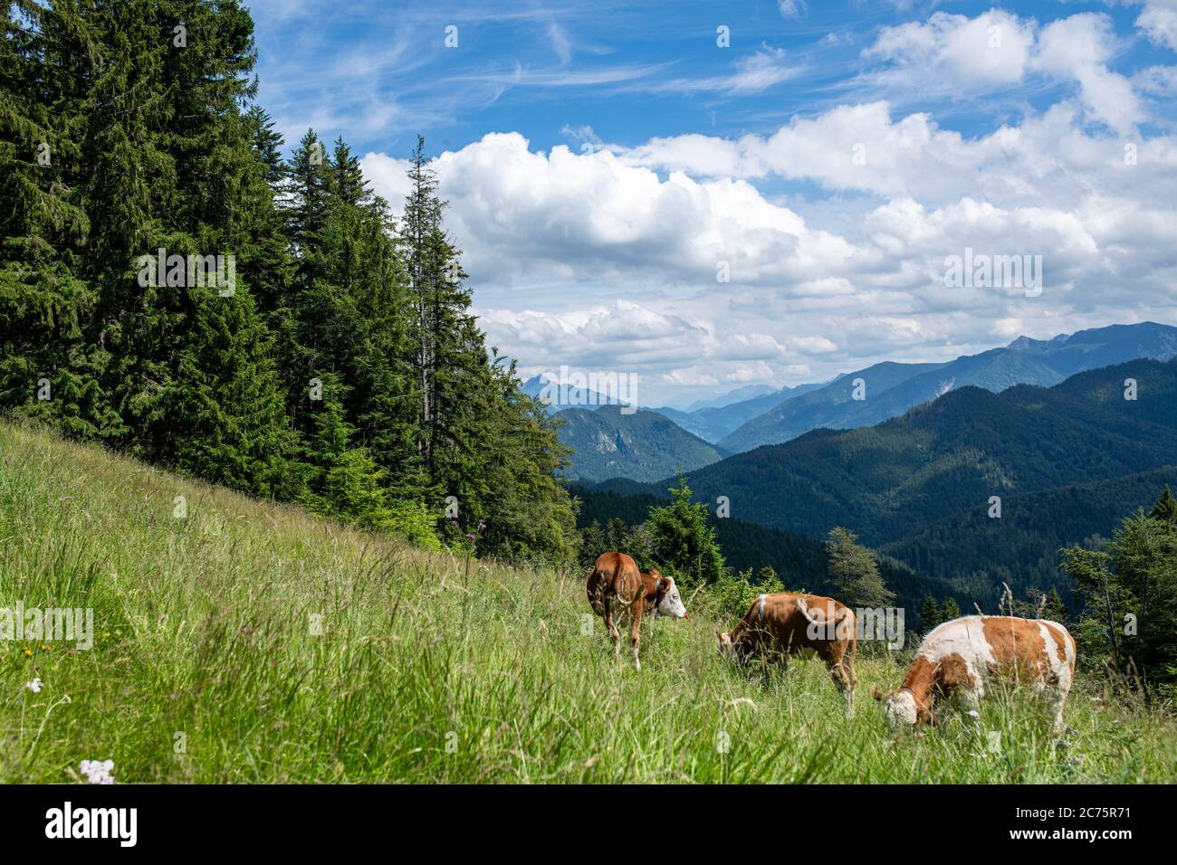Woods in bavaria hi-res stock photography and images - Alamy