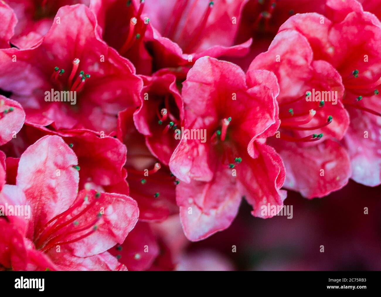 Azalia hybrid hi-res stock photography and images - Alamy