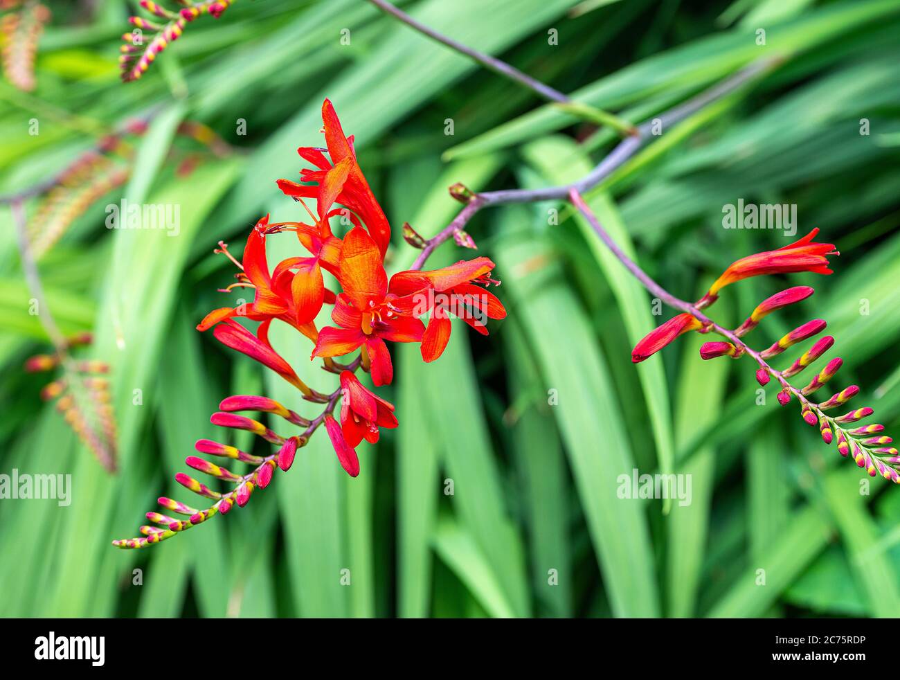 Beautiful Closeup of Crocosmia Flower Lucifer in Full Bloom in a Garden ...