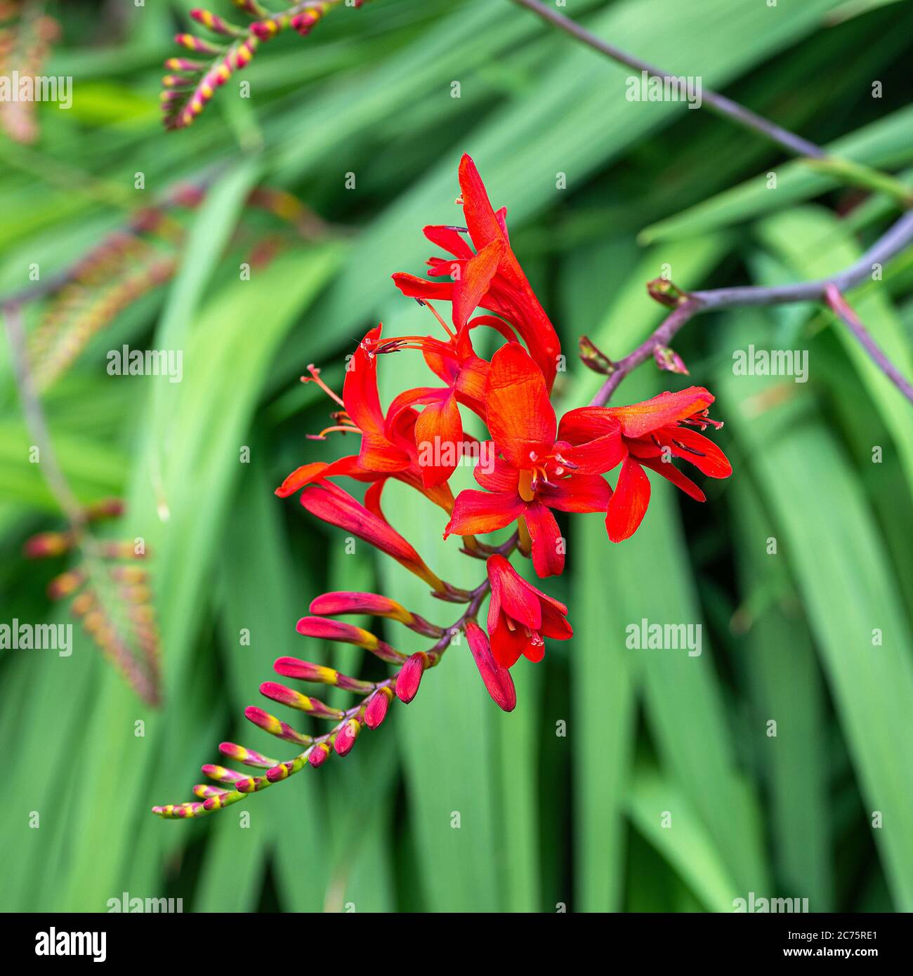 Beautiful Closeup of Crocosmia Flower Lucifer in Full Bloom in a Garden ...