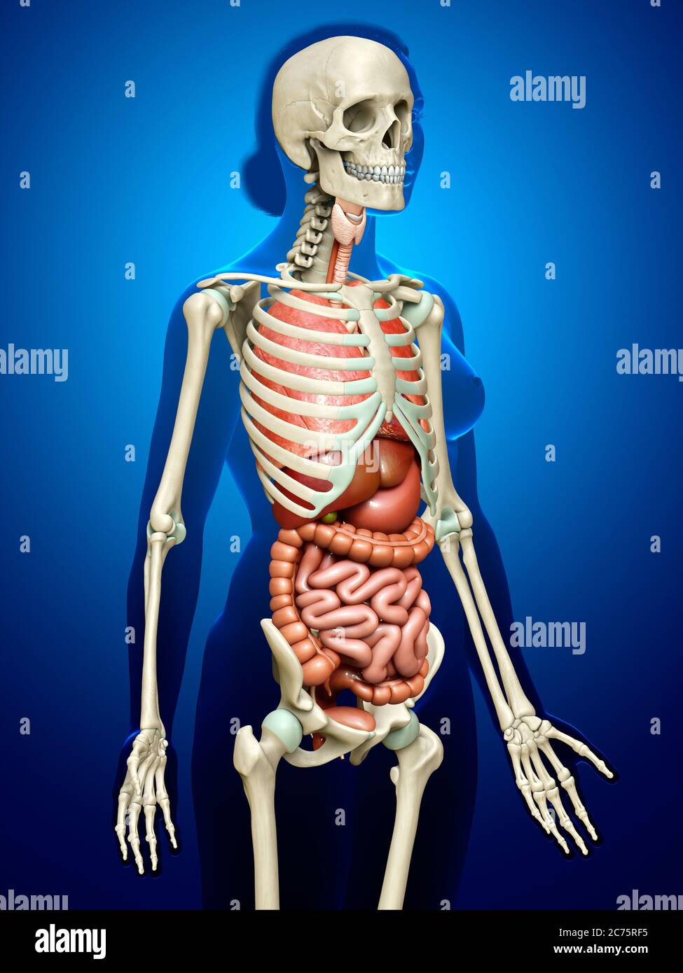 3d rendered medically accurate illustration of female Internal organs ...
