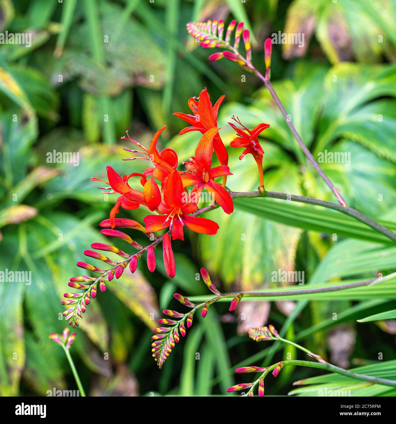 Beautiful Closeup of Crocosmia Flower Lucifer in Full Bloom in a Garden ...