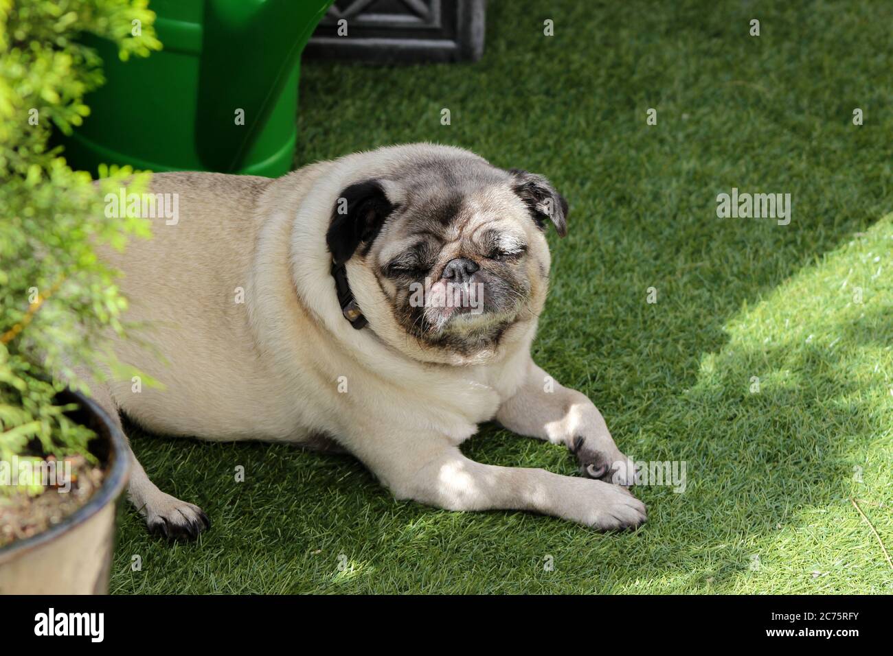 Female pug laying in the sun Stock Photo - Alamy