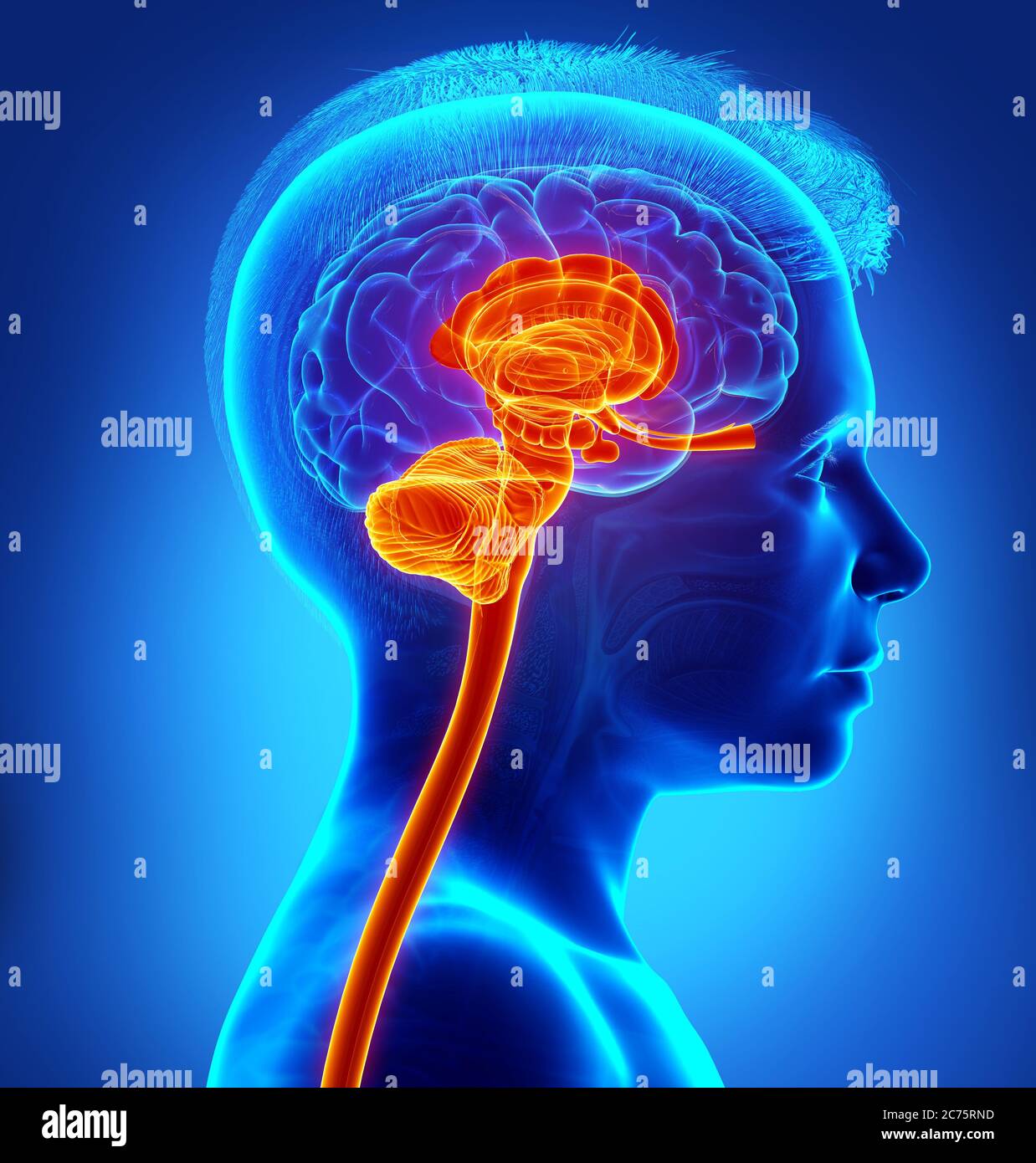 3d rendered medically accurate illustration of the interior brain ...