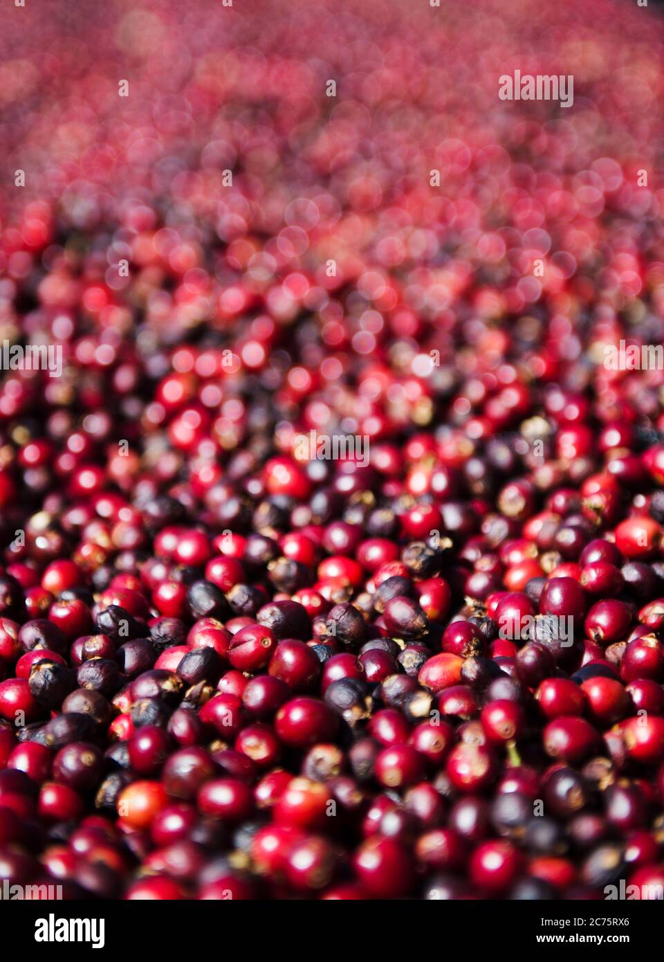 Red Coffee beans drying in the sun in the mountains of Boquete, Panama ...