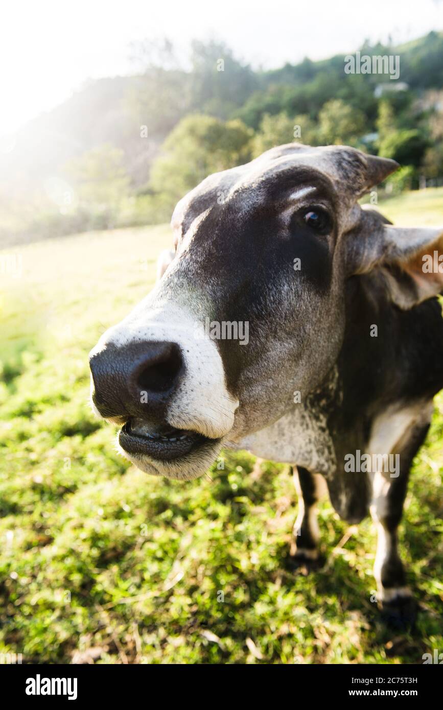 Close up portrait of a cow in a field, Boquete, Panama, Central America ...