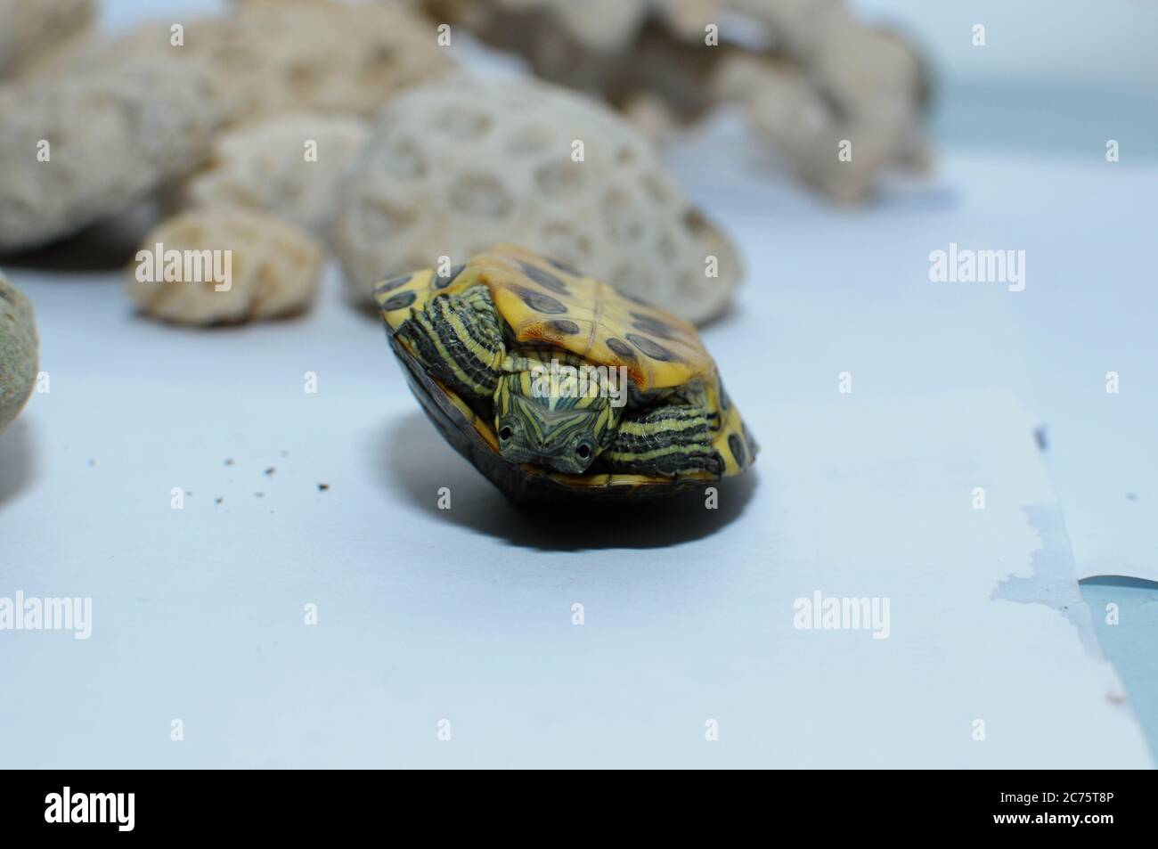Stones turtle hi-res stock photography and images - Alamy