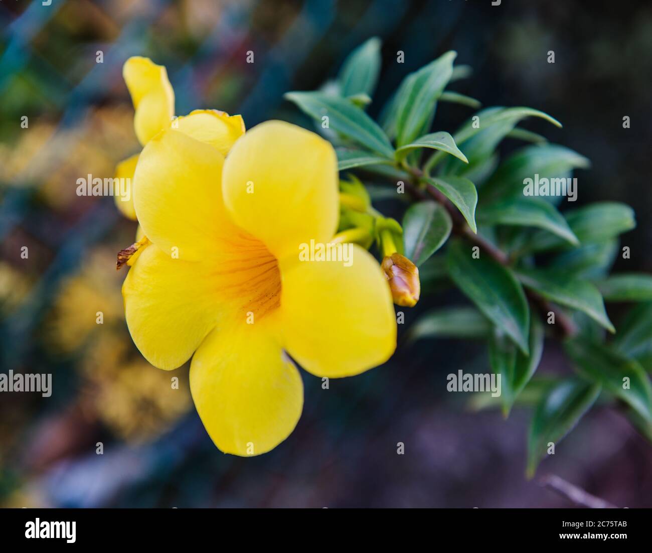 Allamanda flower hi-res stock photography and images - Alamy