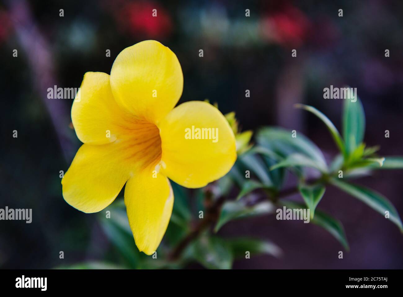 Allamanda flower hi-res stock photography and images - Alamy