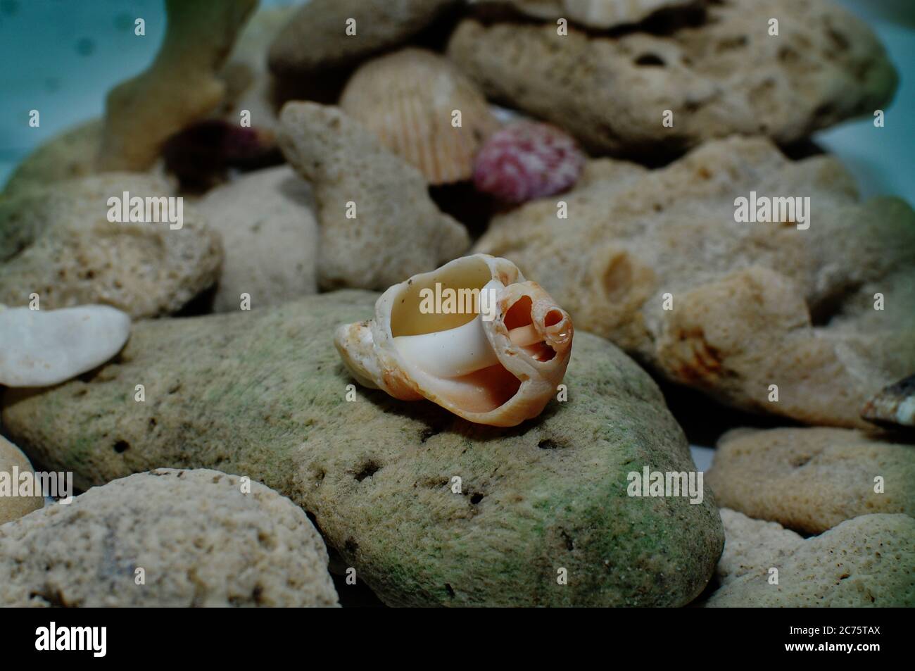 Rock shell hi-res stock photography and images - Alamy