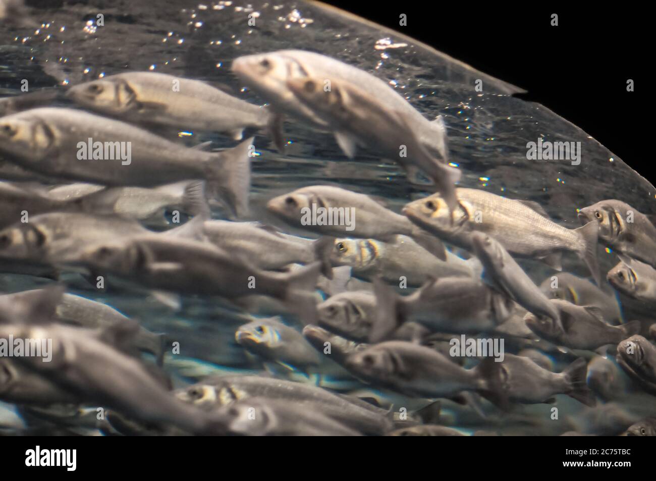 Underwater School of Silver Gray Fish in Aquarium Stock Photo - Alamy