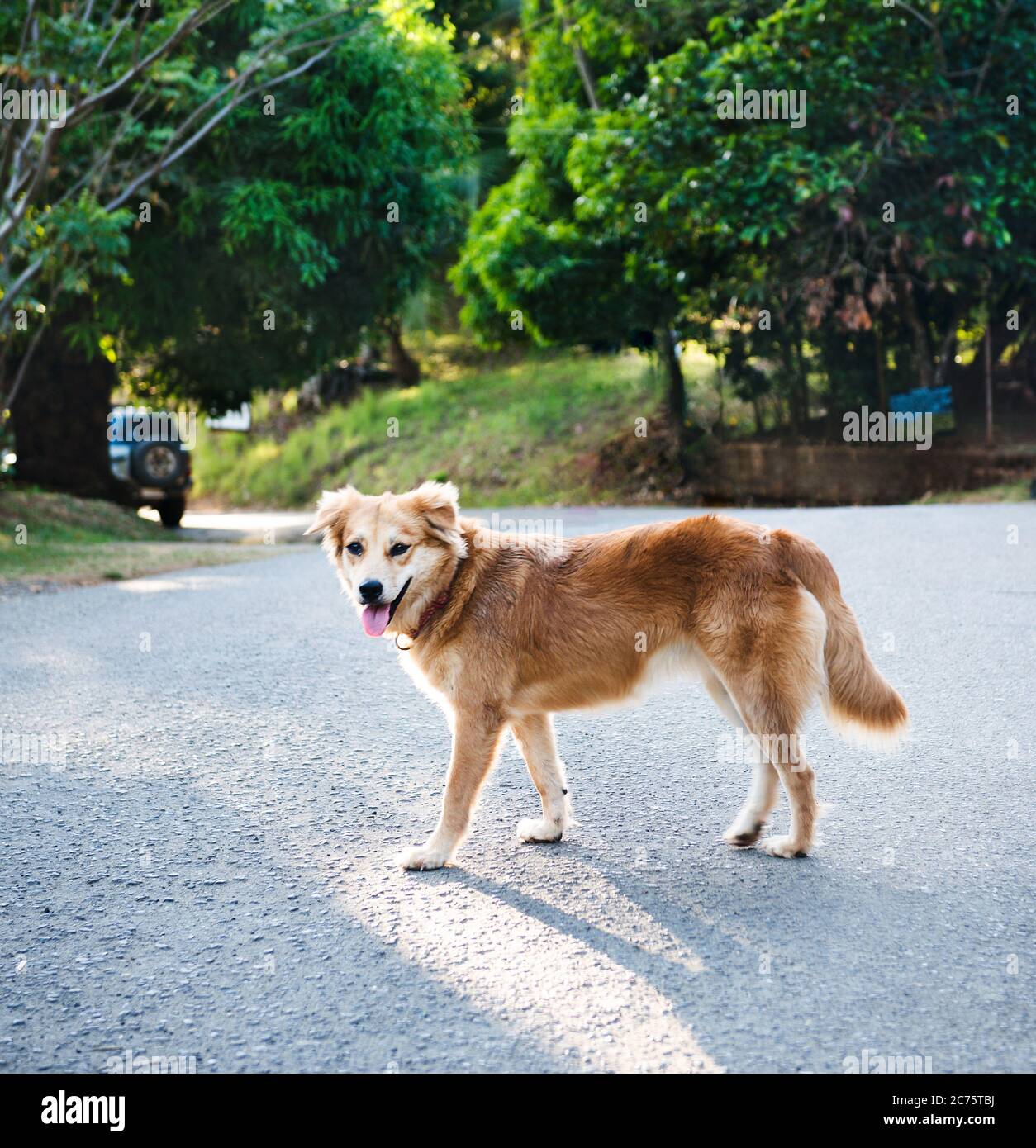 Dog on the streets of Santa Catalina Island, Panama Stock Photo - Alamy