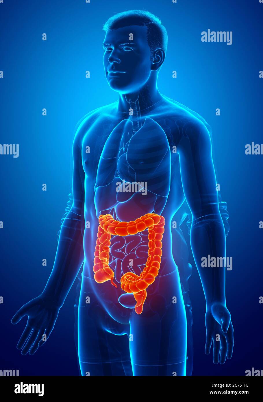 3d rendered, medically accurate illustration of male large intestine ...