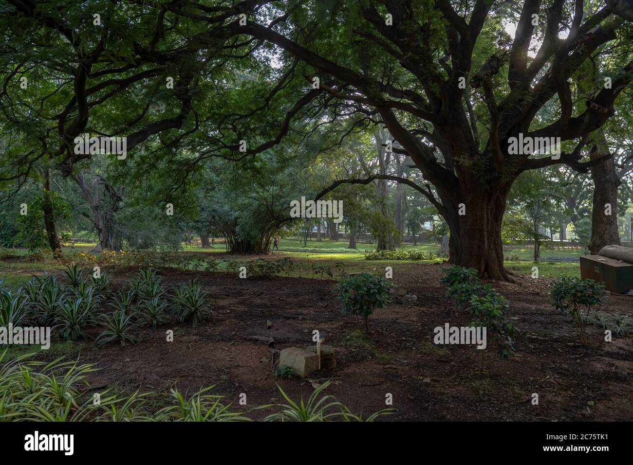 water pipe in a big tree in Cubbon park at morning Stock Photo - Alamy