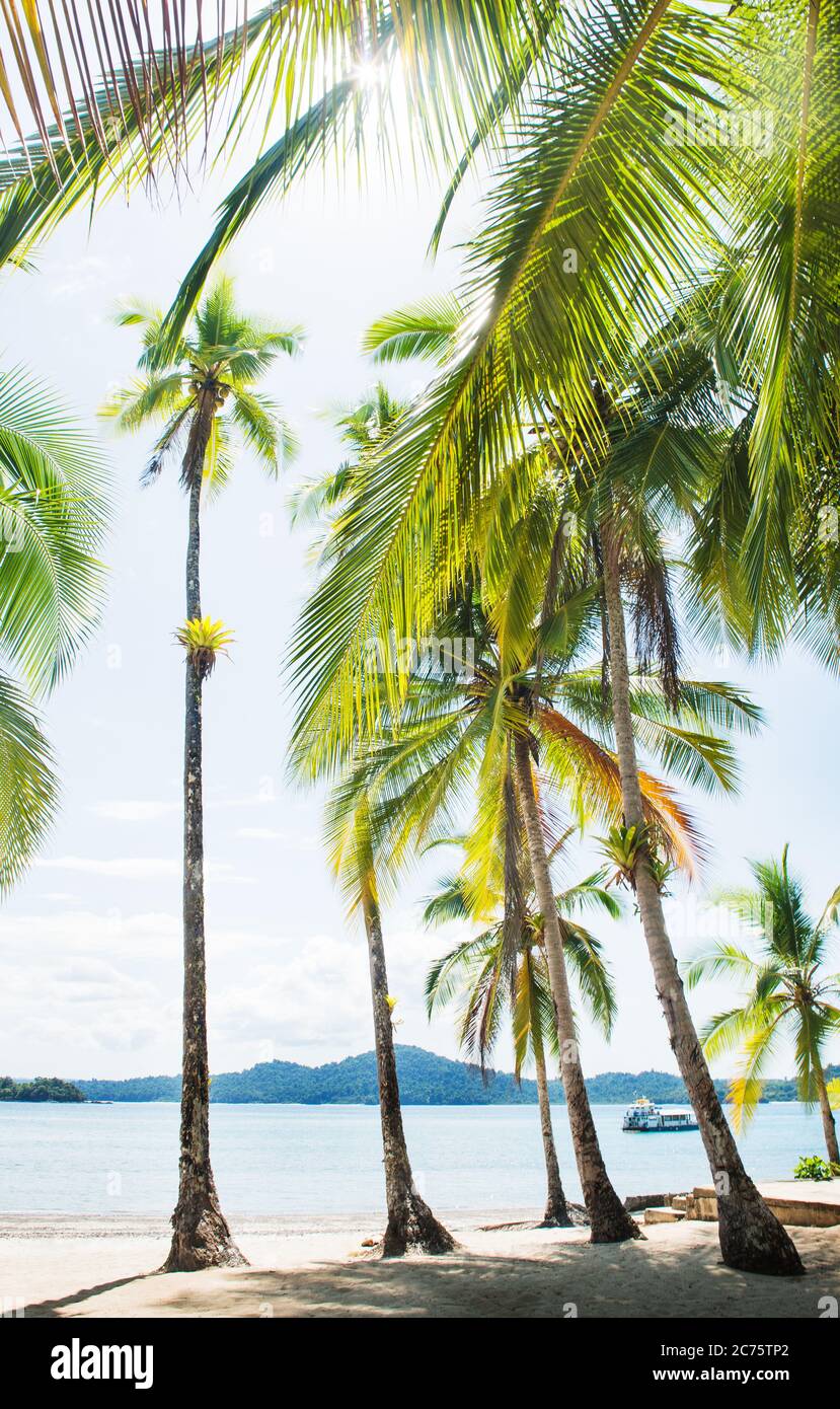 Panama Palm Tree Trees High Resolution Stock Photography and Images - Alamy