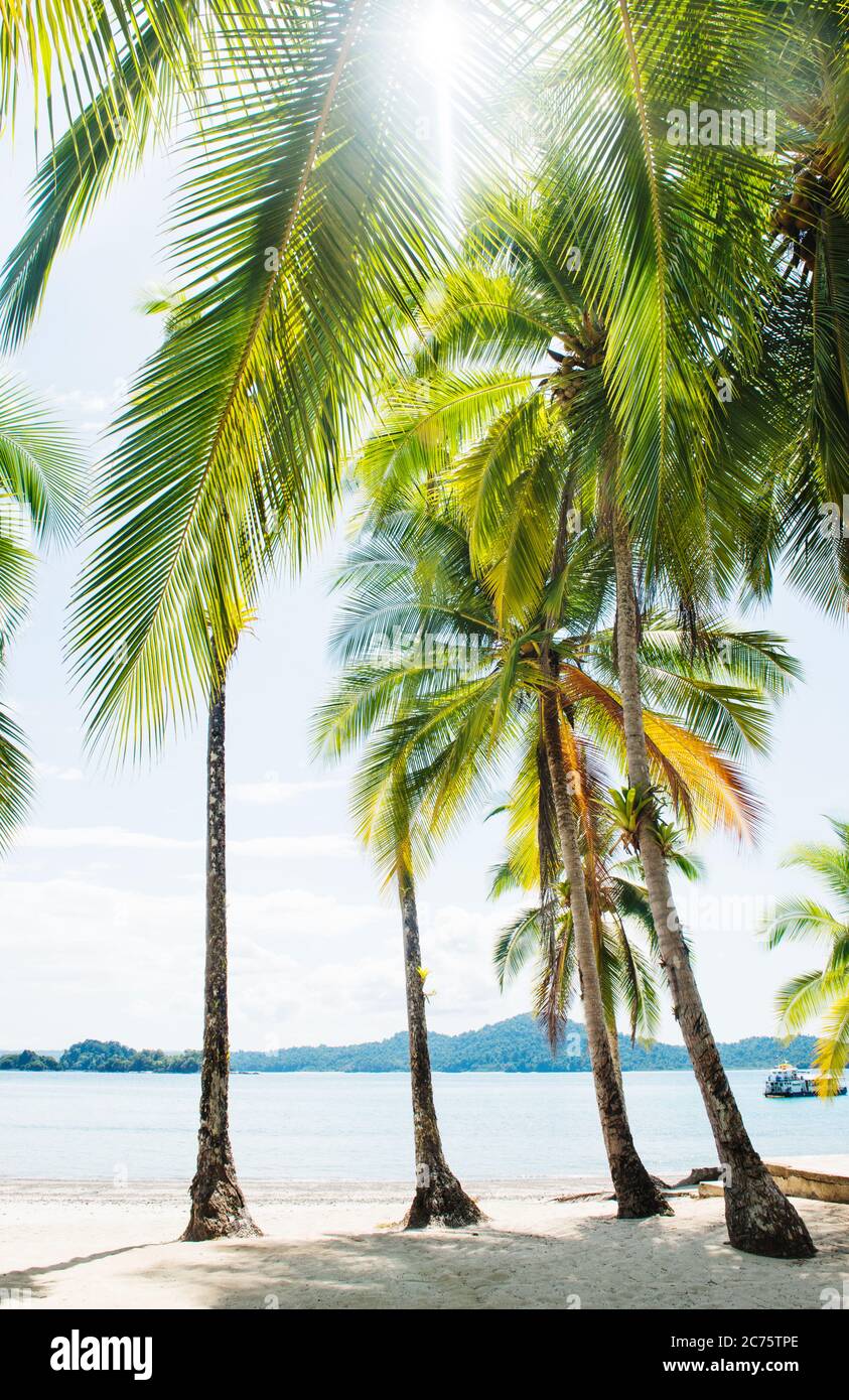 Coconut trees on beach island hi-res stock photography and images - Alamy