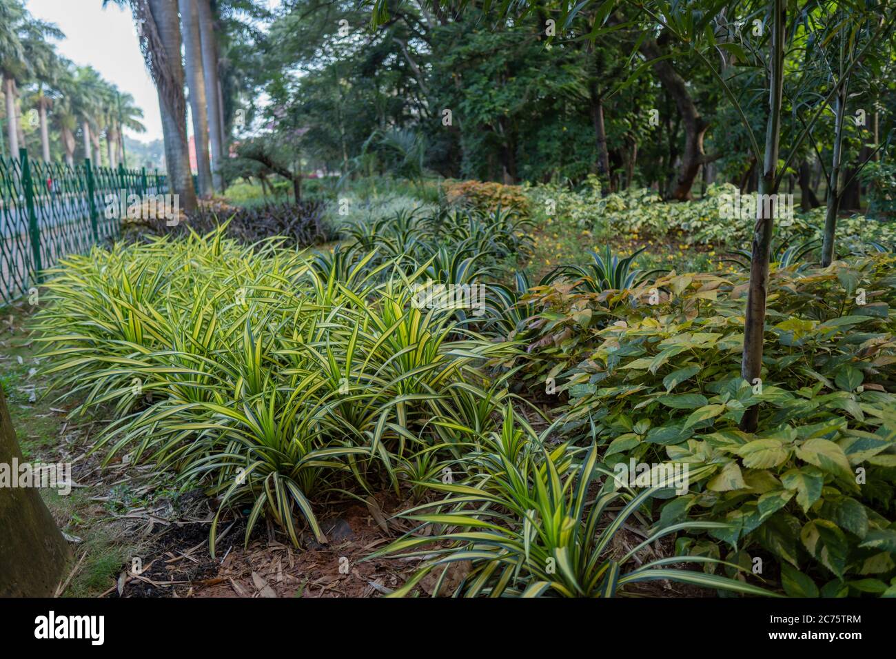 Different types of botanical trees in cubbon park after rain Stock ...