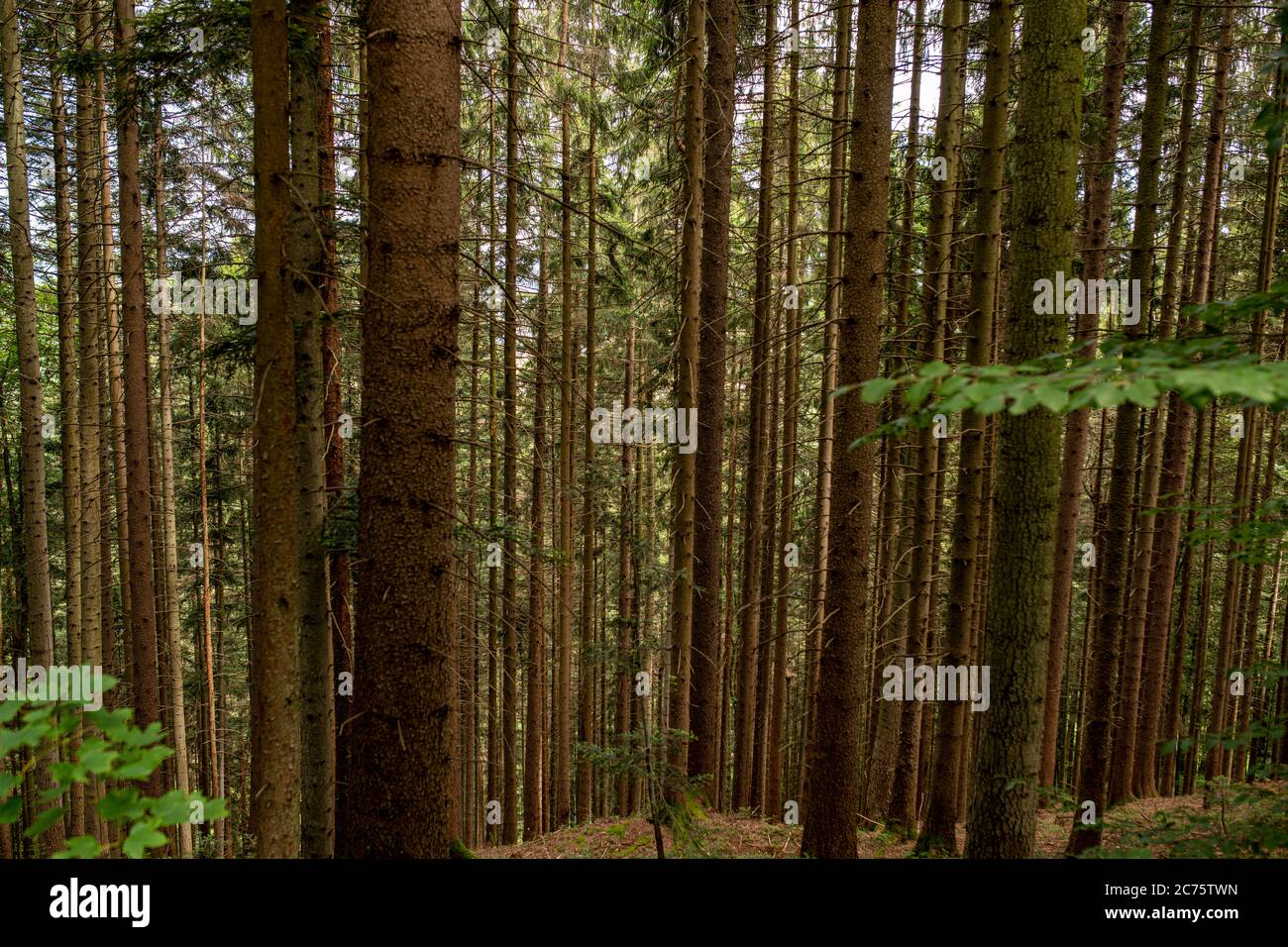 Forrest forrest forrest forrest scenery hi-res stock photography and ...